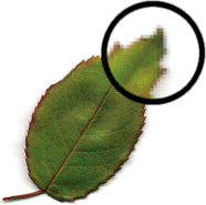 Draw and create objects with Animate