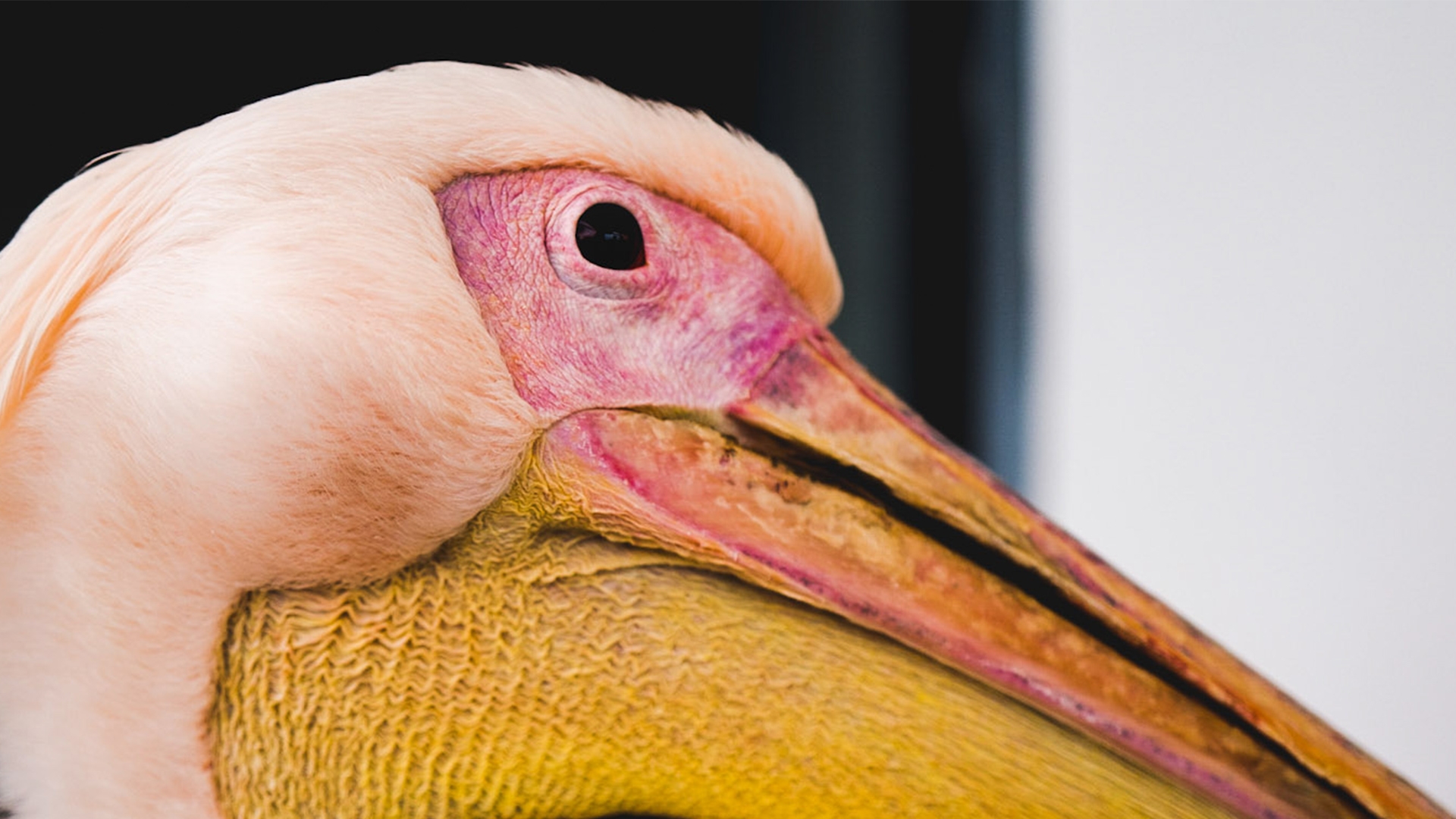 How to use Adobe Photoshop Lightroom for Apple TV app