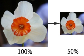 Crop, resize, and resample images in Photoshop Elements