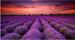 Adobe Stock Get Started